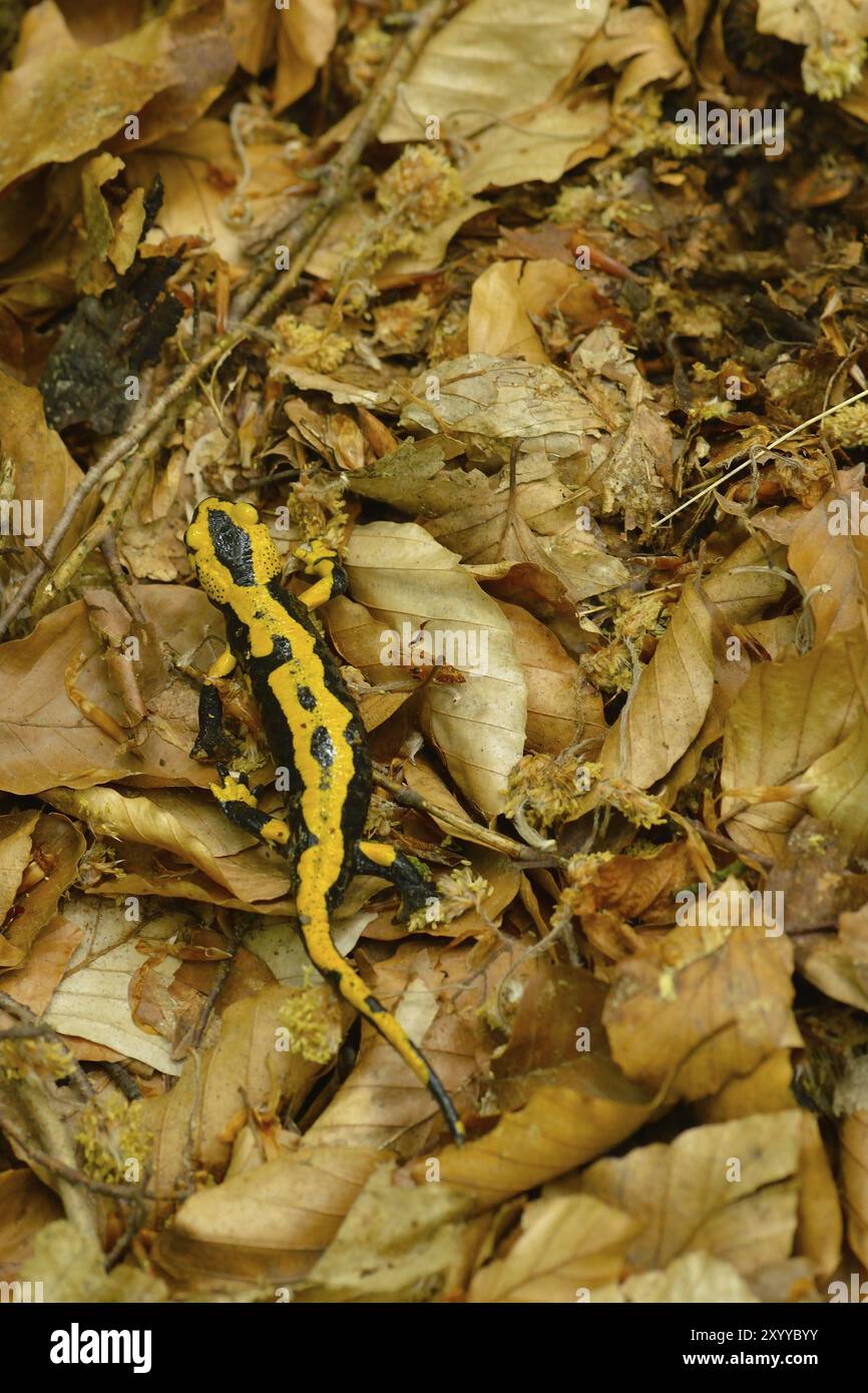 Fire salamander in a wood in spring. Fire salamander on the forest ...