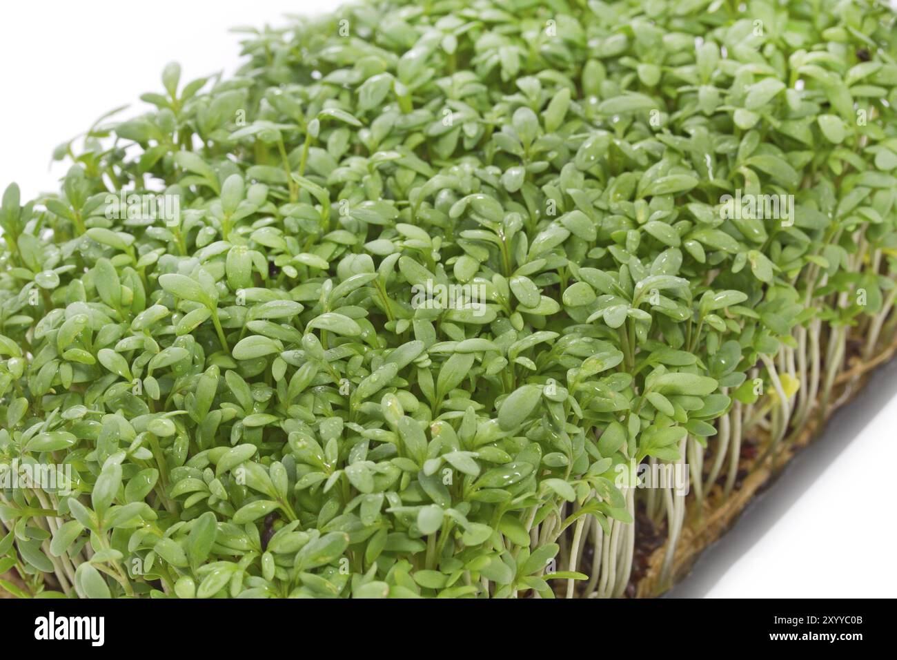 Budding shoots emerges hi-res stock photography and images - Alamy