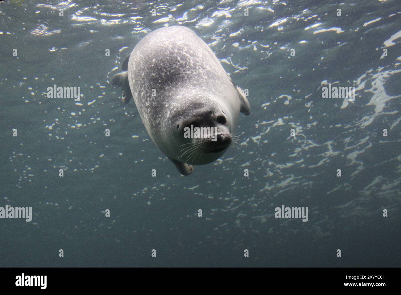 Common seal swims in sea hi-res stock photography and images - Alamy