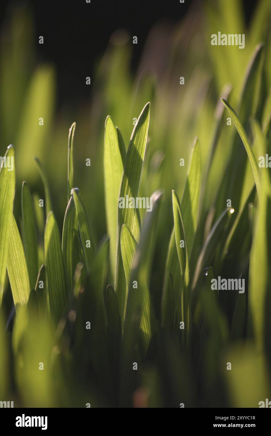 Blades of grass against the light Stock Photo - Alamy