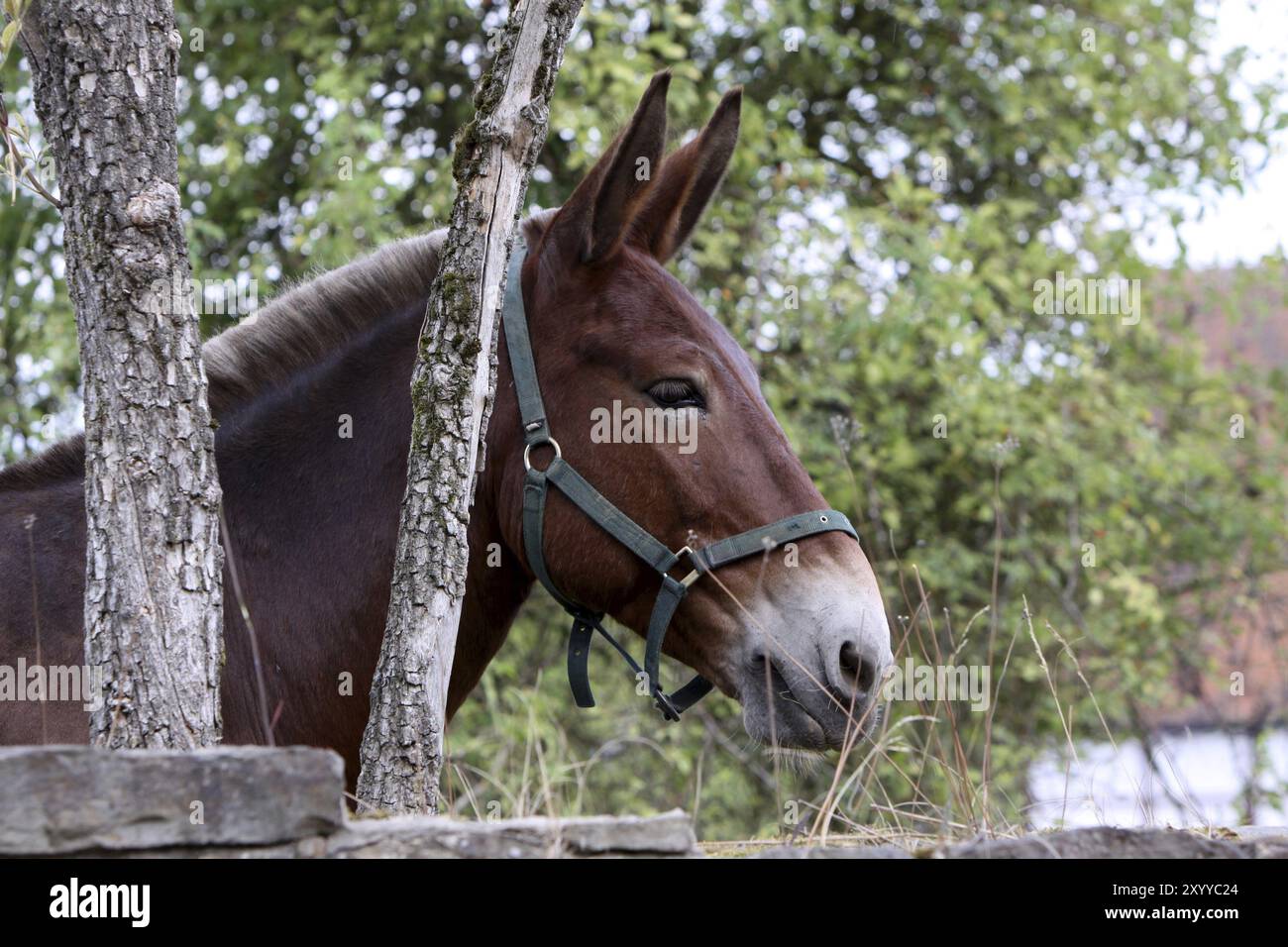 Mules face hi-res stock photography and images - Alamy