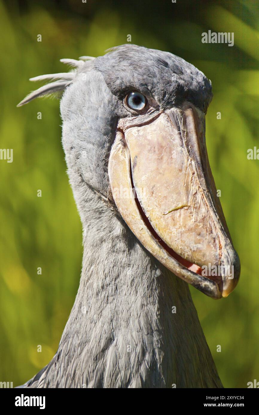 Aves shoebill hi-res stock photography and images - Alamy