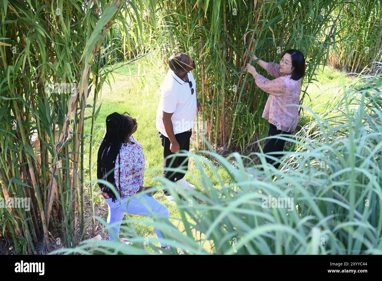 (240831) -- FUZHOU, Aug. 31, 2024 (Xinhua) -- Professor Lin Dongmei (R) introduces the growth of ...