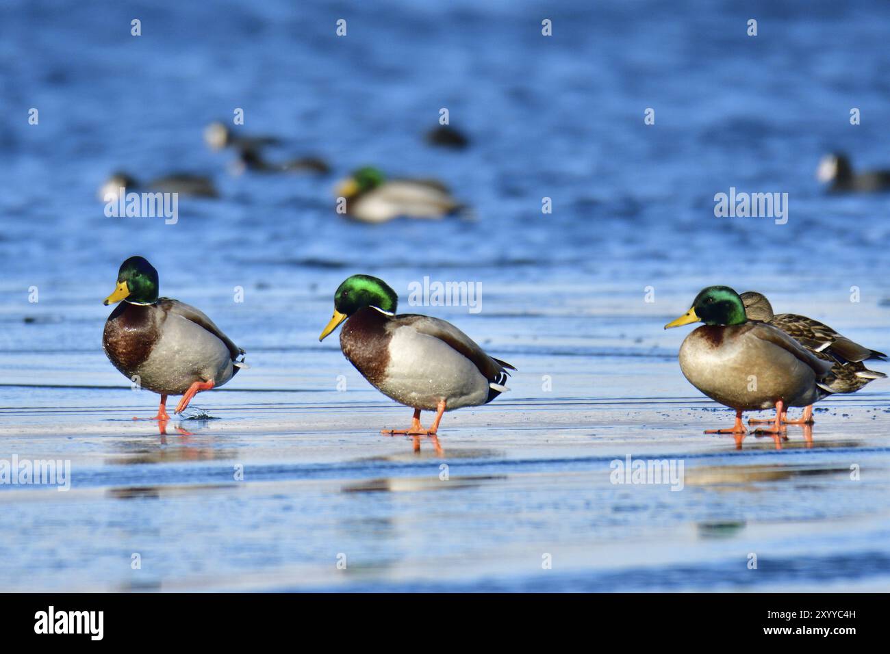 Ice floe floats in water hi-res stock photography and images - Alamy