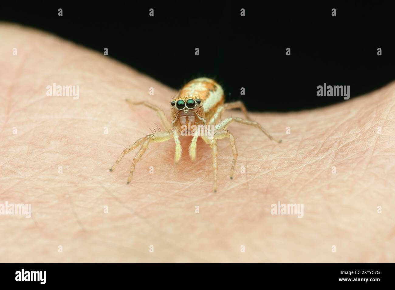 Jumping spider jump in to human hand Stock Photo - Alamy