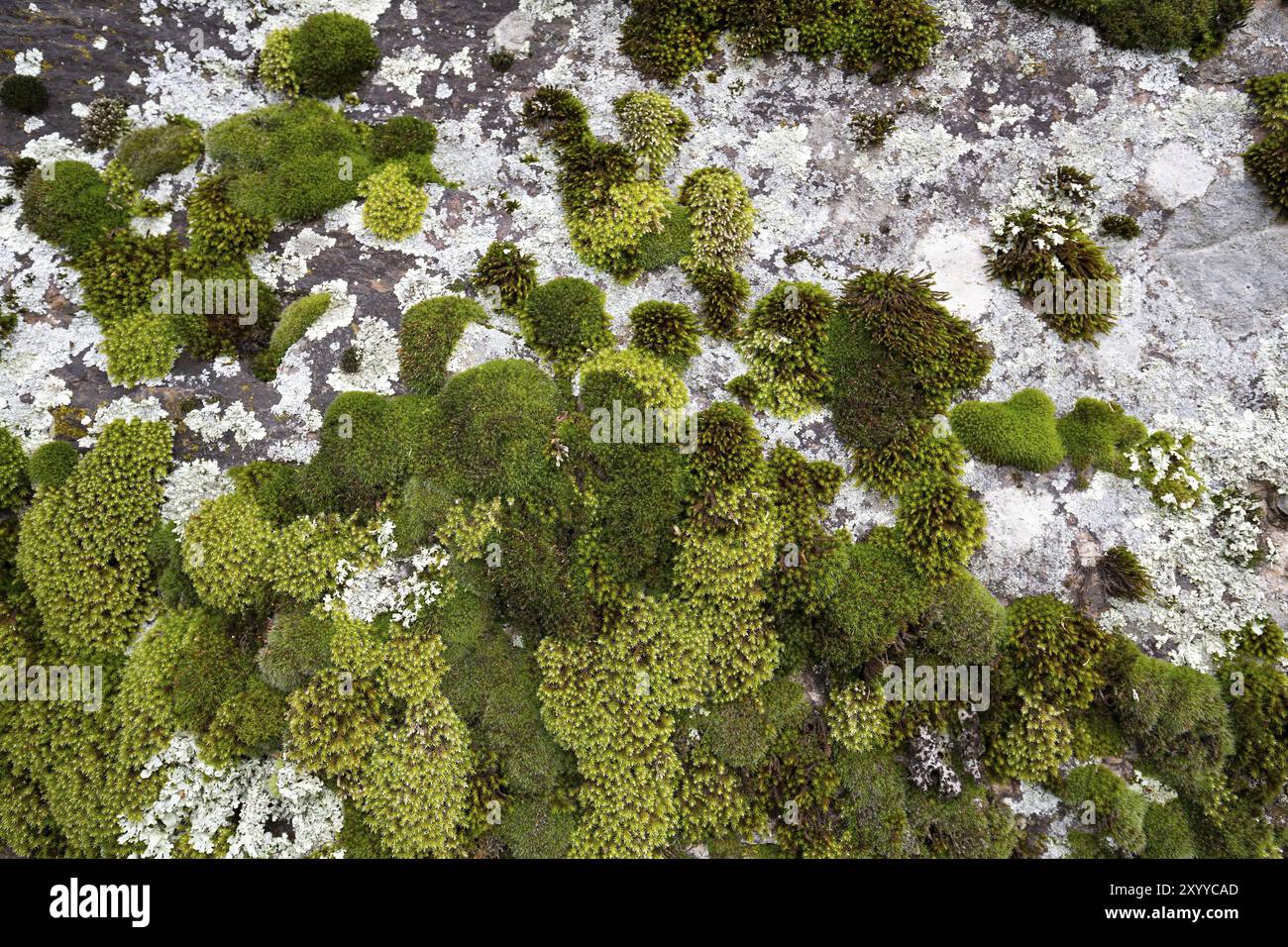 Mosses wall walls hi-res stock photography and images - Alamy
