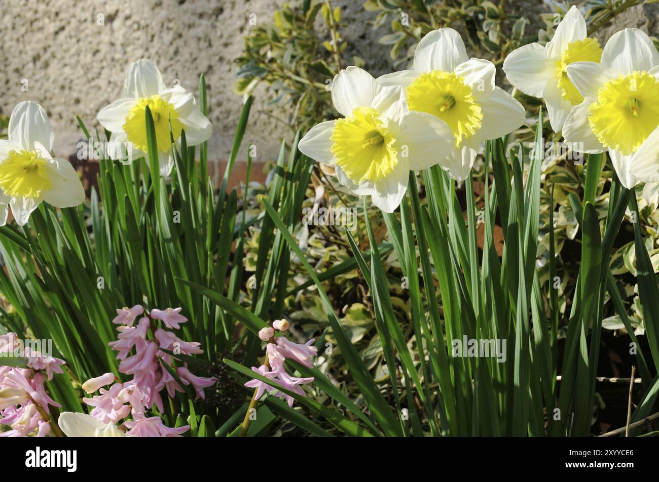 Daffodil and hyacinth, daffodil and hyacinth Stock Photo - Alamy