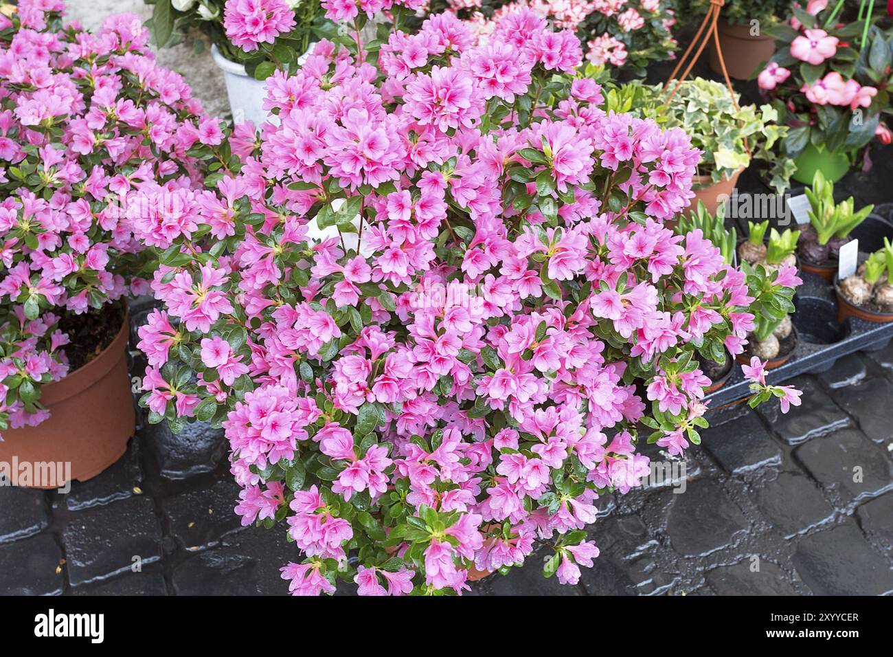 Room azalea at a market stall Stock Photo - Alamy