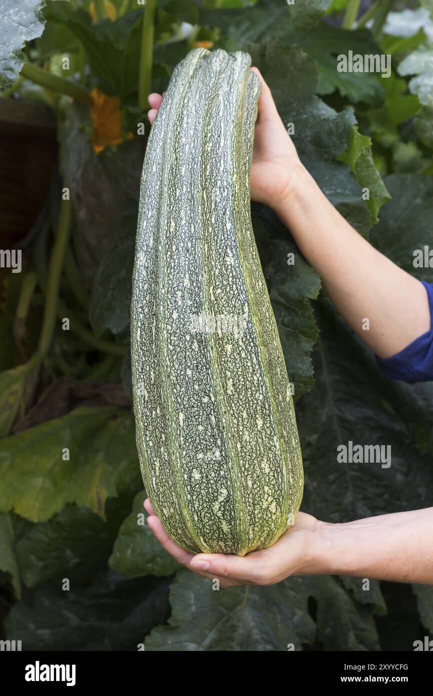 Giant courgette in front of courgette plant Stock Photo - Alamy