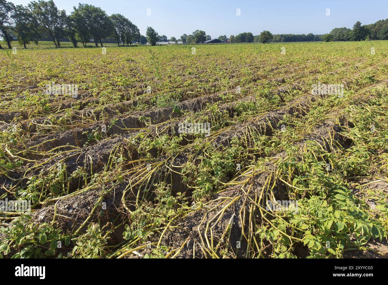Potato plants drought hi-res stock photography and images - Alamy