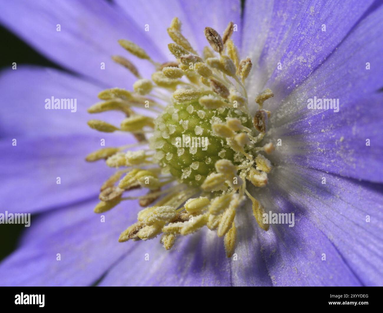 Wood anemone anemone nemorosa and liverwort hepatica nobilis hi-res ...
