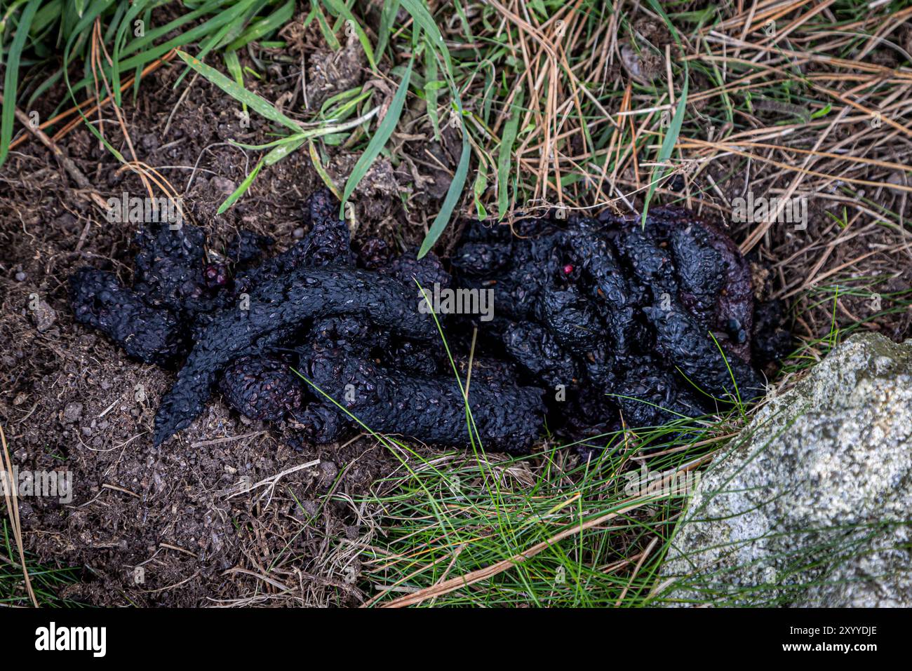 Rural badger hi-res stock photography and images - Alamy