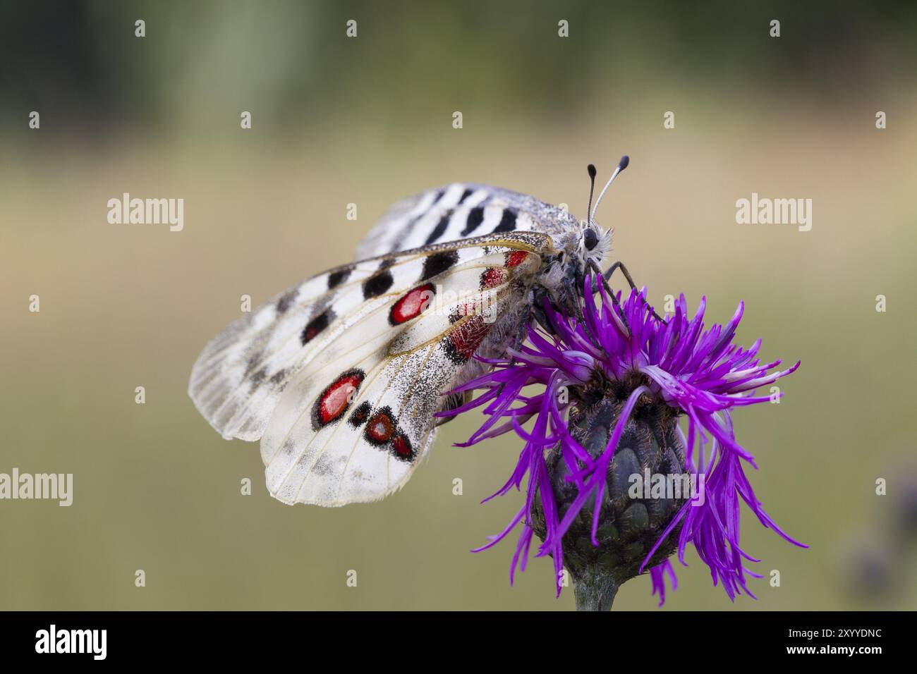 Apollo butterfly, Parnassius apollo, mountain Apollo Stock Photo - Alamy