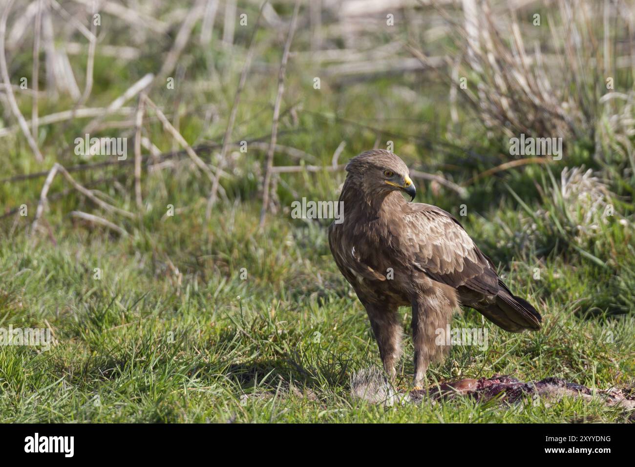 Lesser spotted eagle, Aquila pomarina, lesser spotted eagle Stock Photo ...