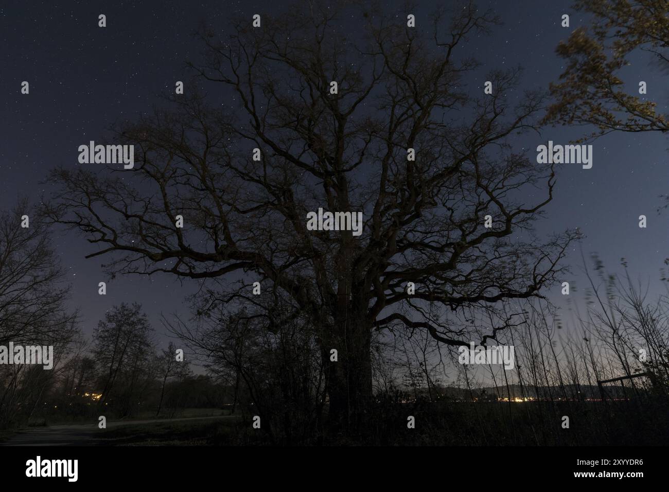 Old oak by night, Old oak at night Stock Photo - Alamy