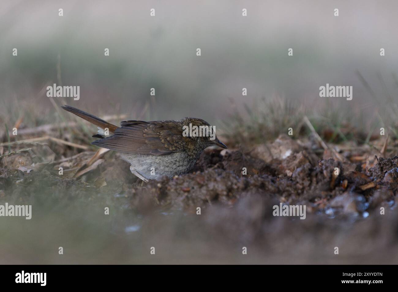 Close-up shot of Juvenile Common Nightingale Stock Photo - Alamy