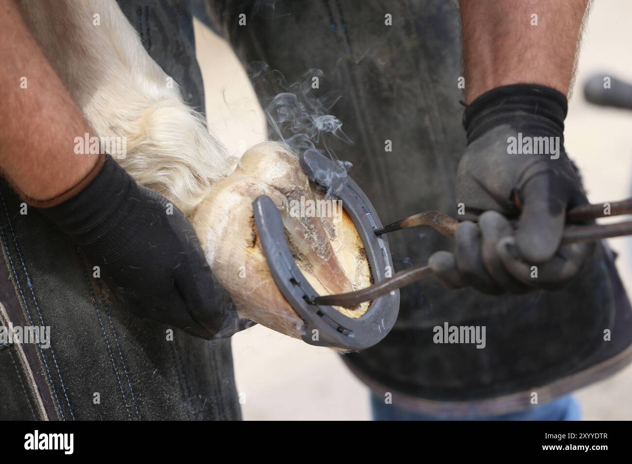 Farrier fits the horseshoe on the horse's hoof. Equestrian life ...
