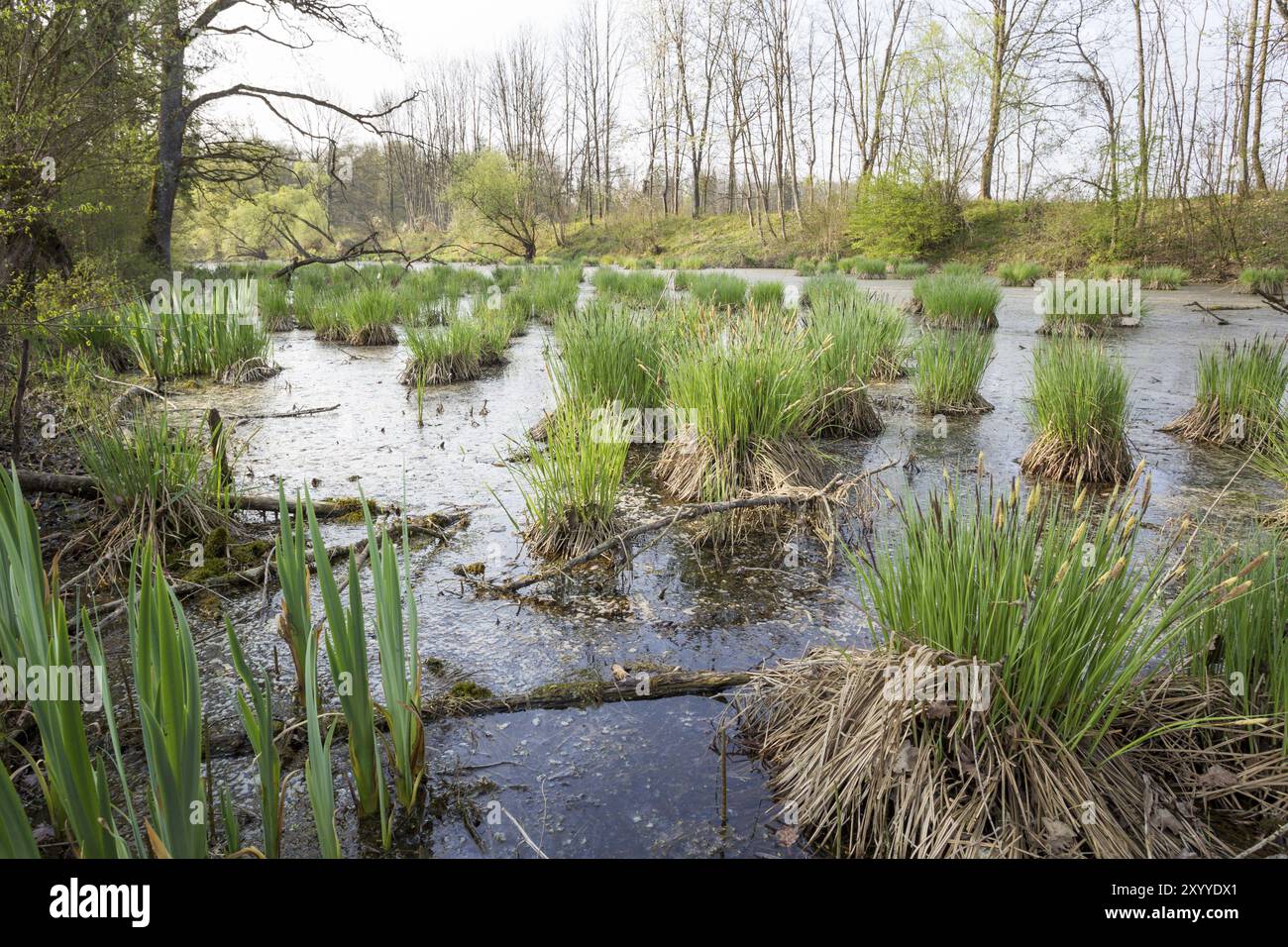 Old water, backwater Stock Photo - Alamy