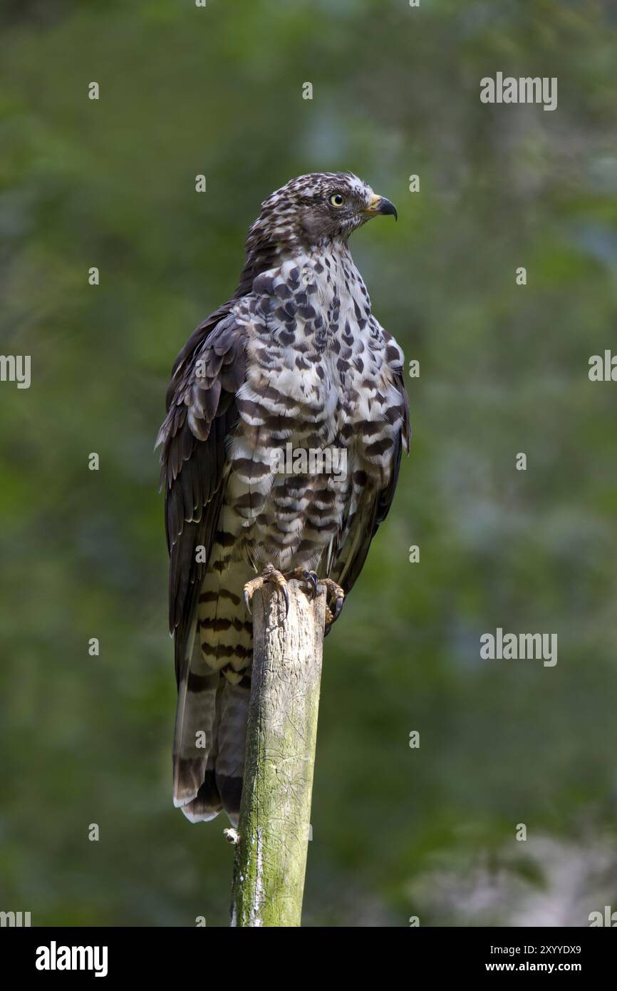 Honey buzzard, female, Pernis apivorus, European honey buzzard, female ...