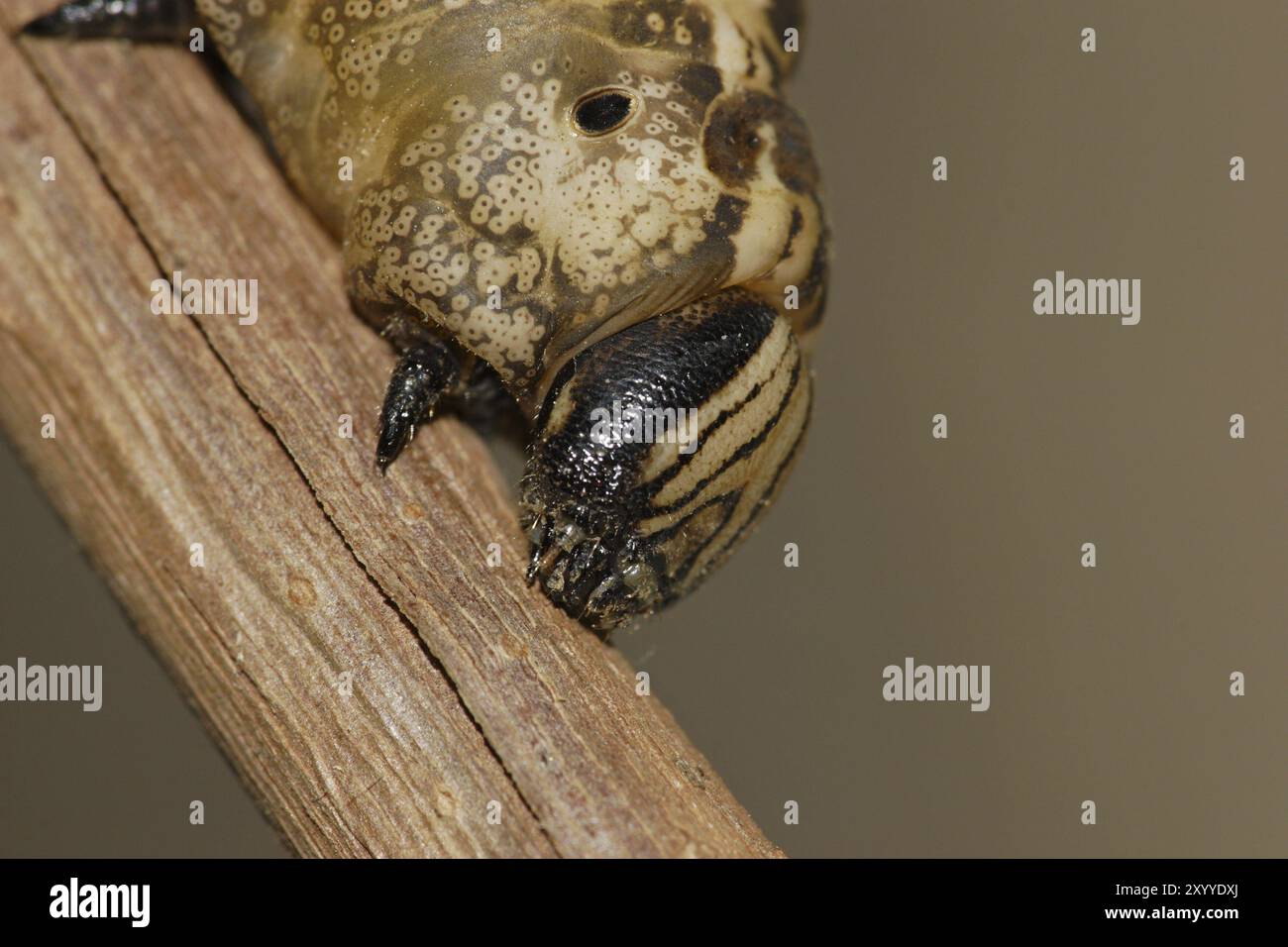 Death's head hawkmoth, caterpillar, Acherontia atropos, Greater death's ...
