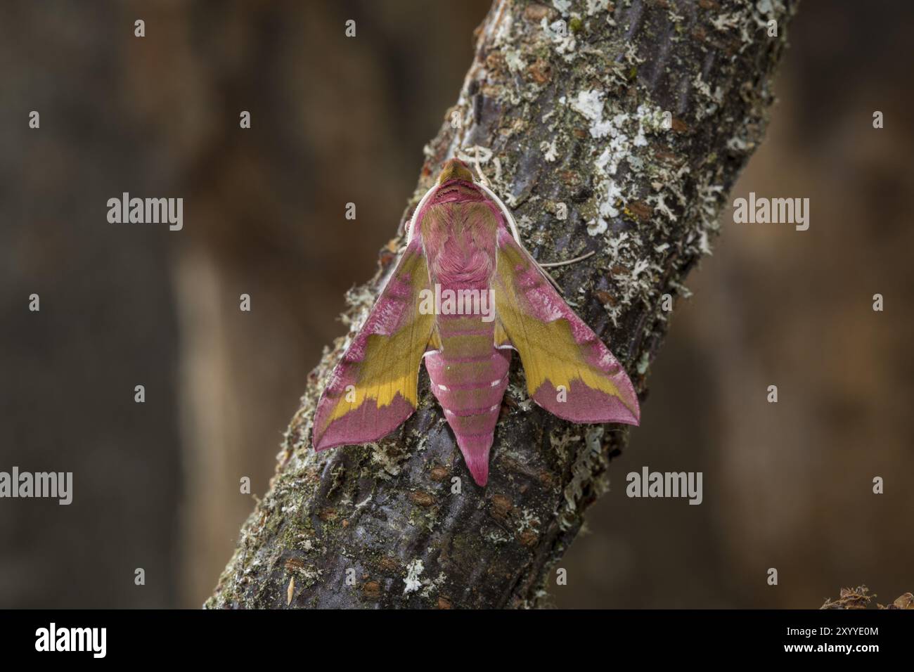 Small elephant hawk-moth Deilephila porcellus, small elephant hawk-moth Stock Photo - Alamy