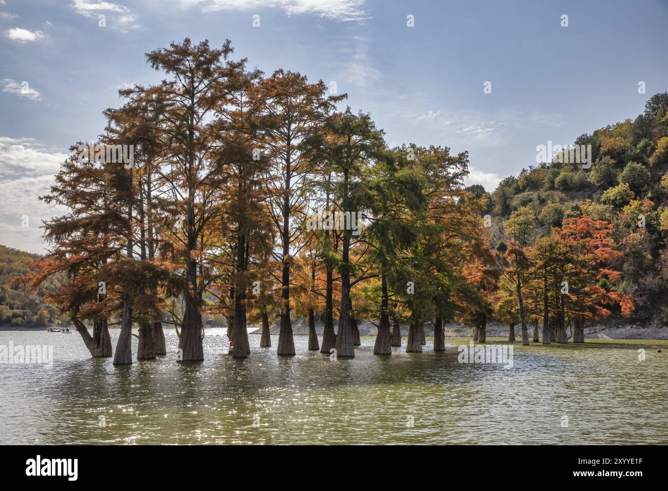 Cypress lakes hi-res stock photography and images - Alamy
