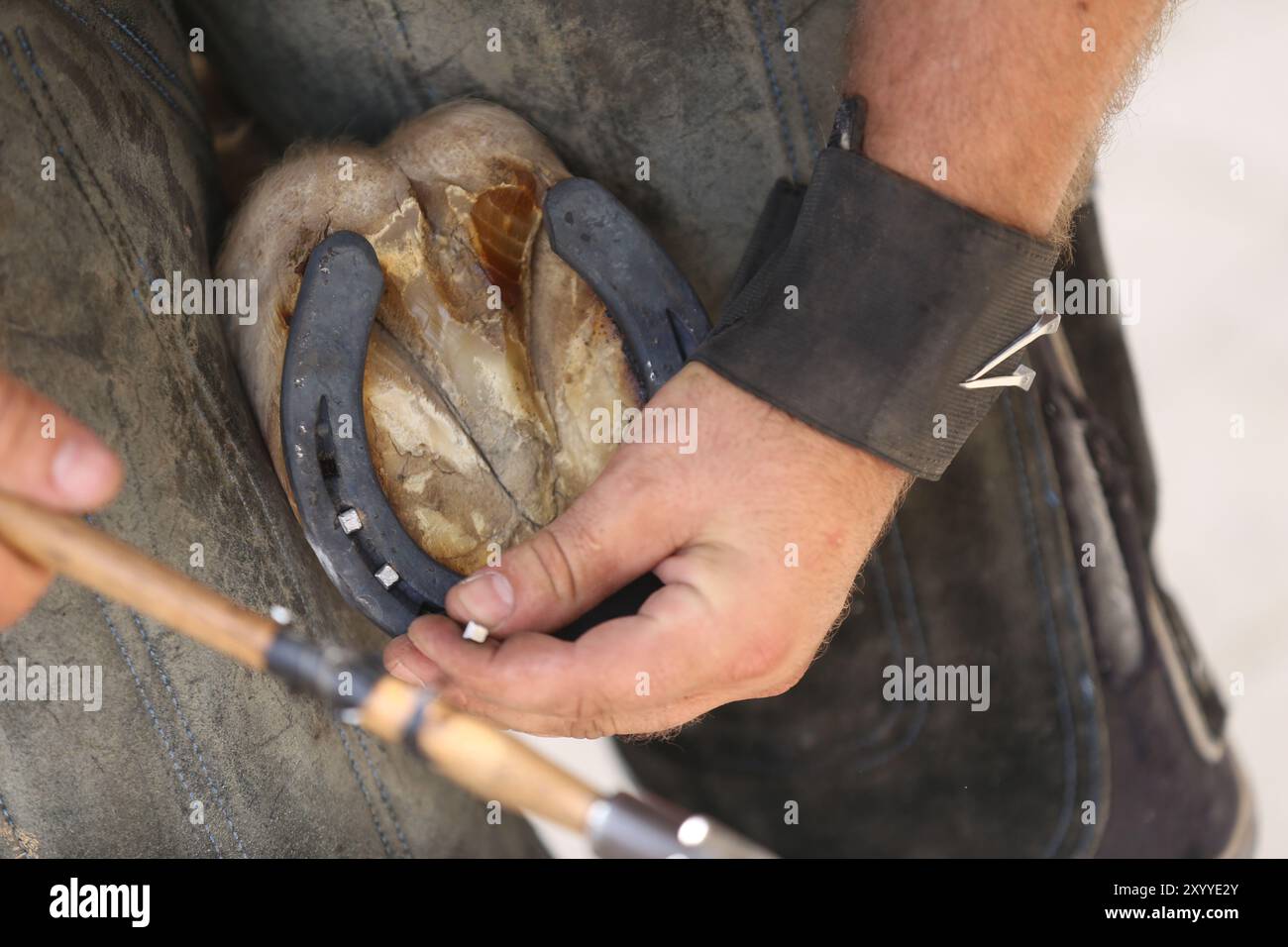 Farrier fits the horseshoe on the horse's hoof. Equestrian life ...