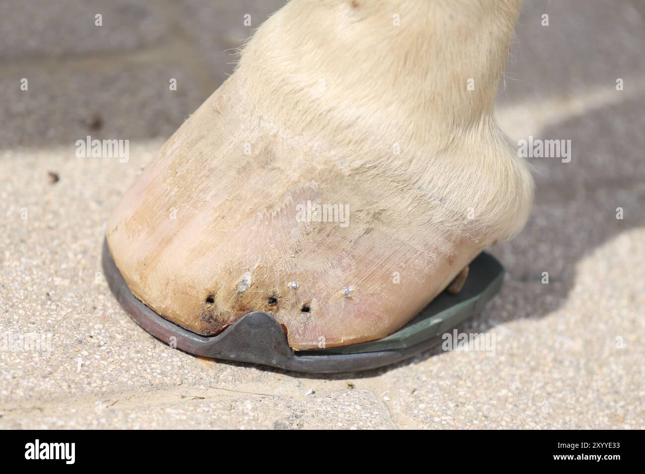 Farrier fits the horseshoe on the horse's hoof. Equestrian life ...