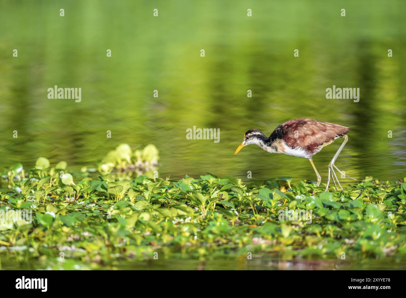 Yellow-fronted Jacana runs on aquatic plants, Tortuguero National Park ...