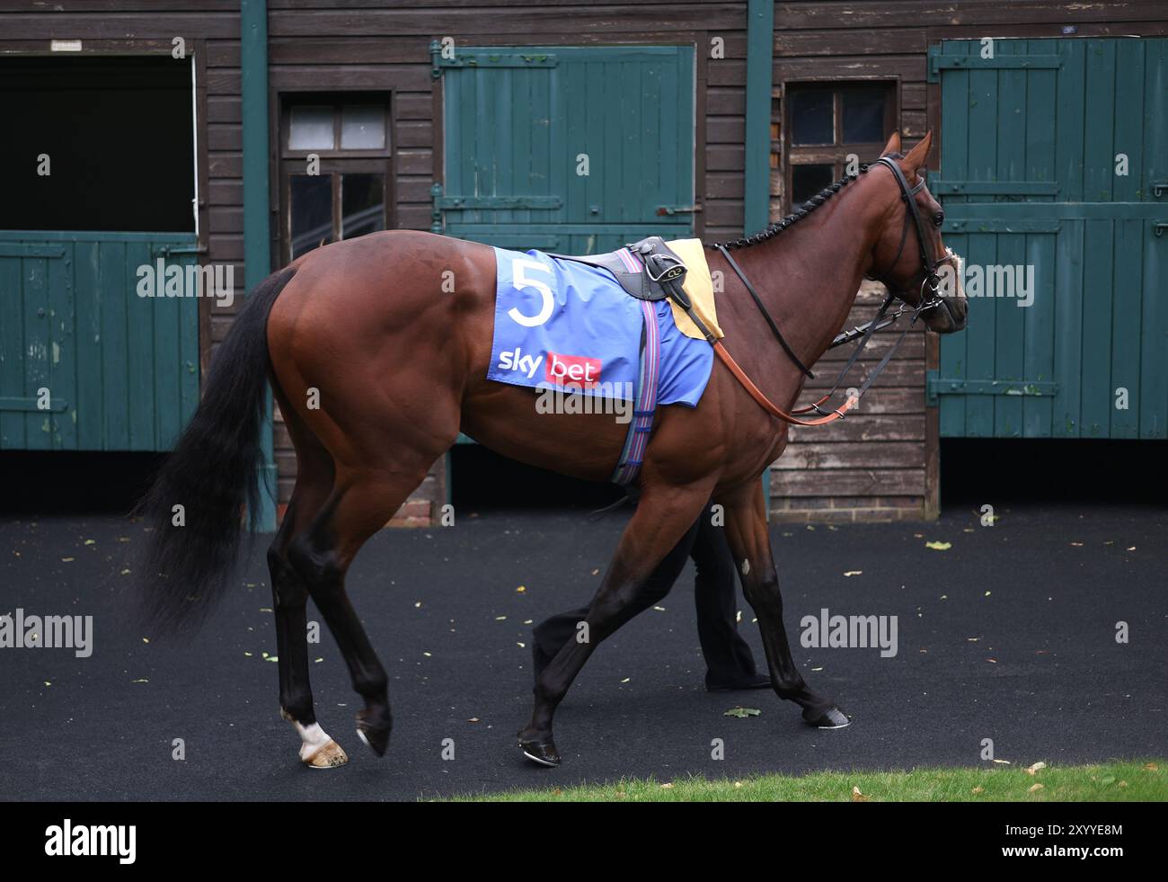 Royal playwright horse hi-res stock photography and images - Alamy