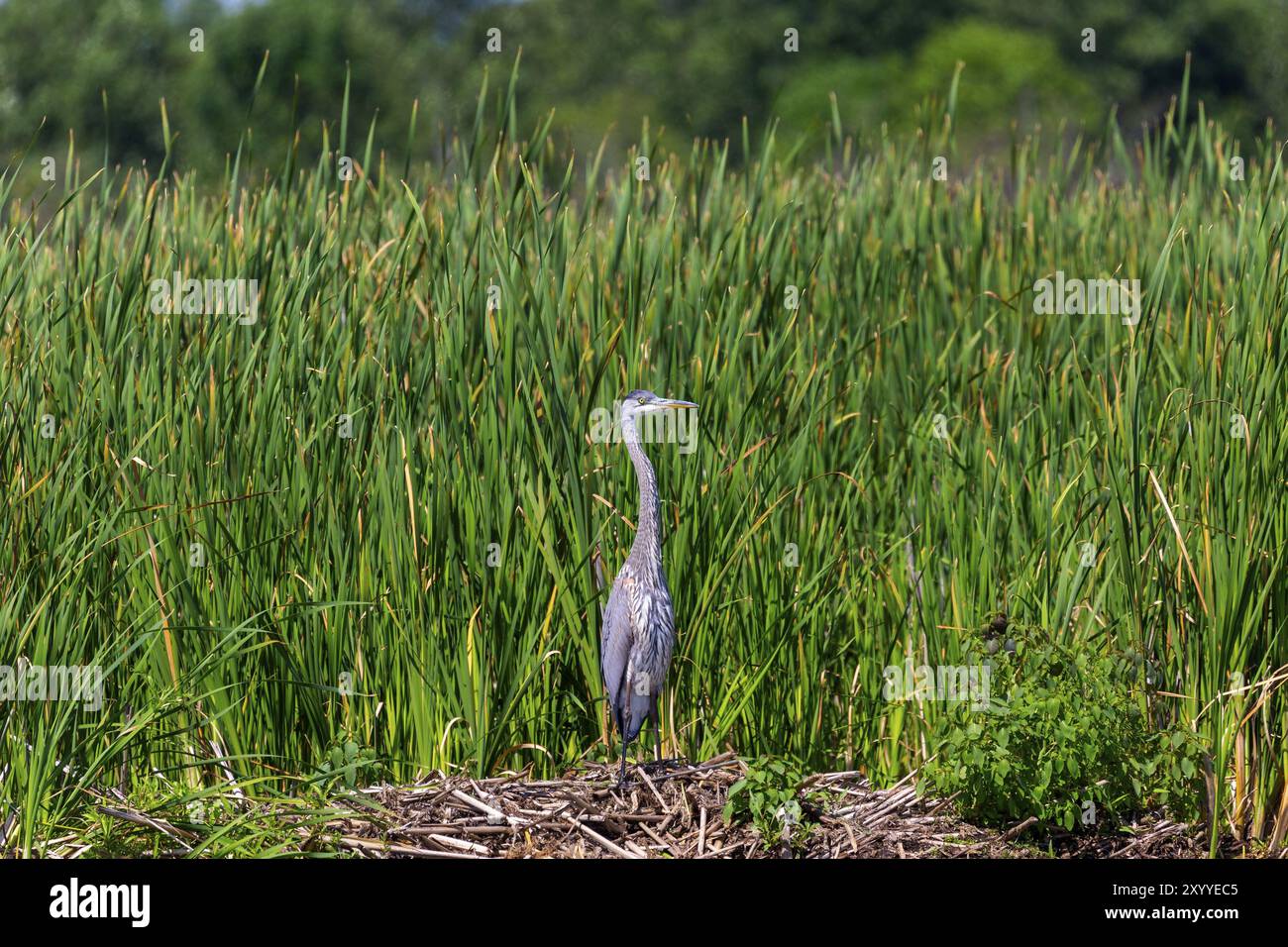 Nature scene from Wisconsin Stock Photo - Alamy