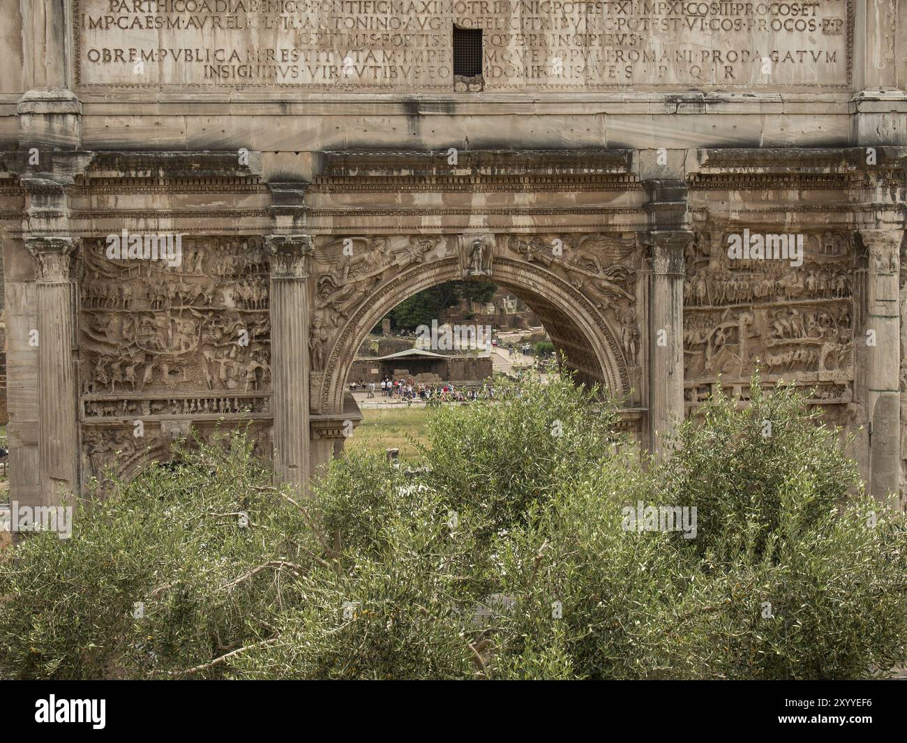 Detailed reliefs of trees hi-res stock photography and images - Alamy