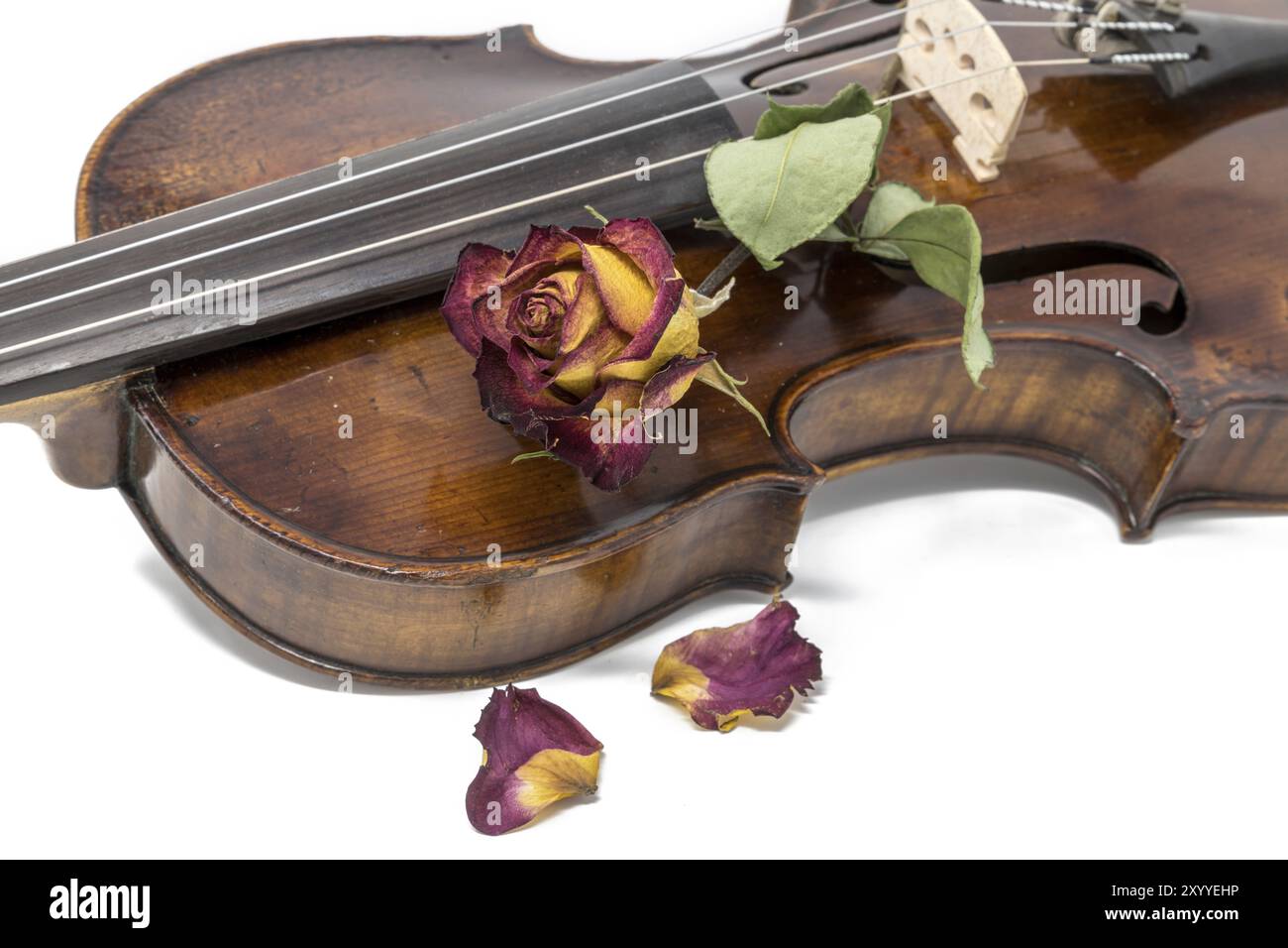 Old shiny violin with withered red and yellow rose blossom cropped on ...