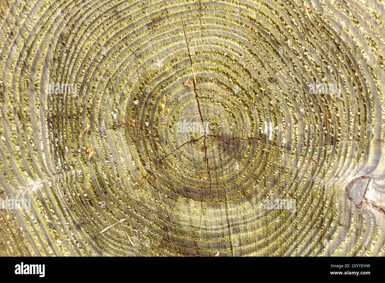 Old felled trees fallen hi-res stock photography and images - Alamy