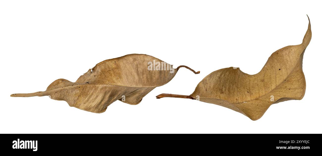 Macro shot of two brown withered leaves cropped on white Stock Photo ...