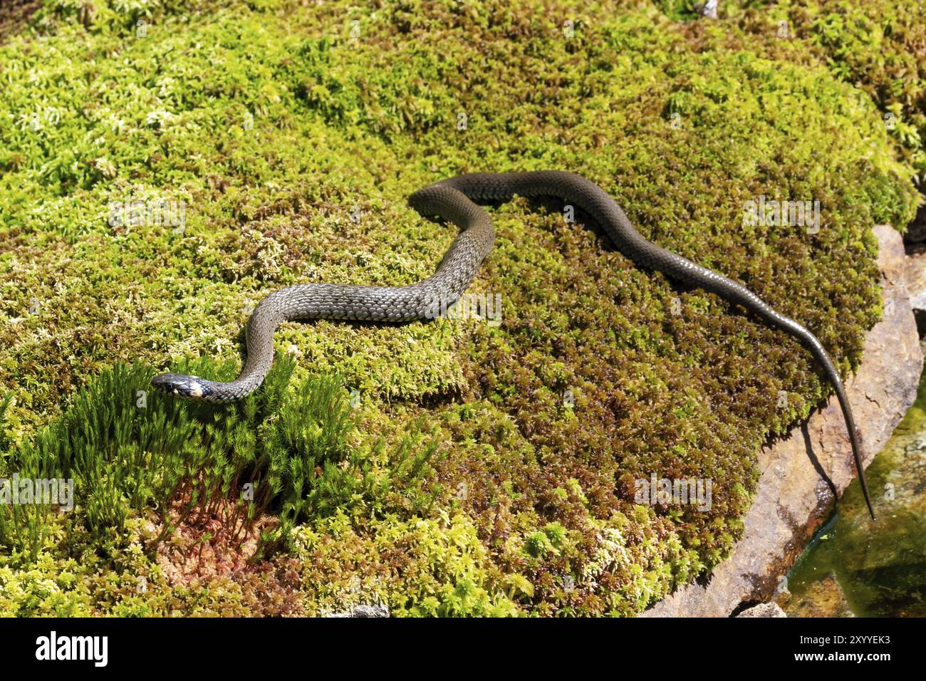 Green snake in forest hi-res stock photography and images - Alamy