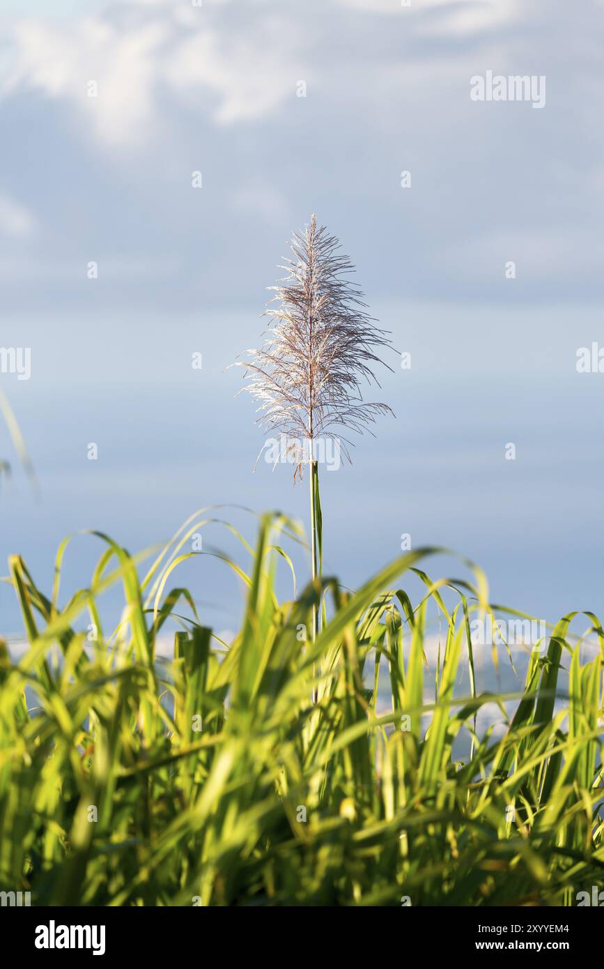 Flowers of sugar cane trees and green leaves at Reunion Island Stock ...