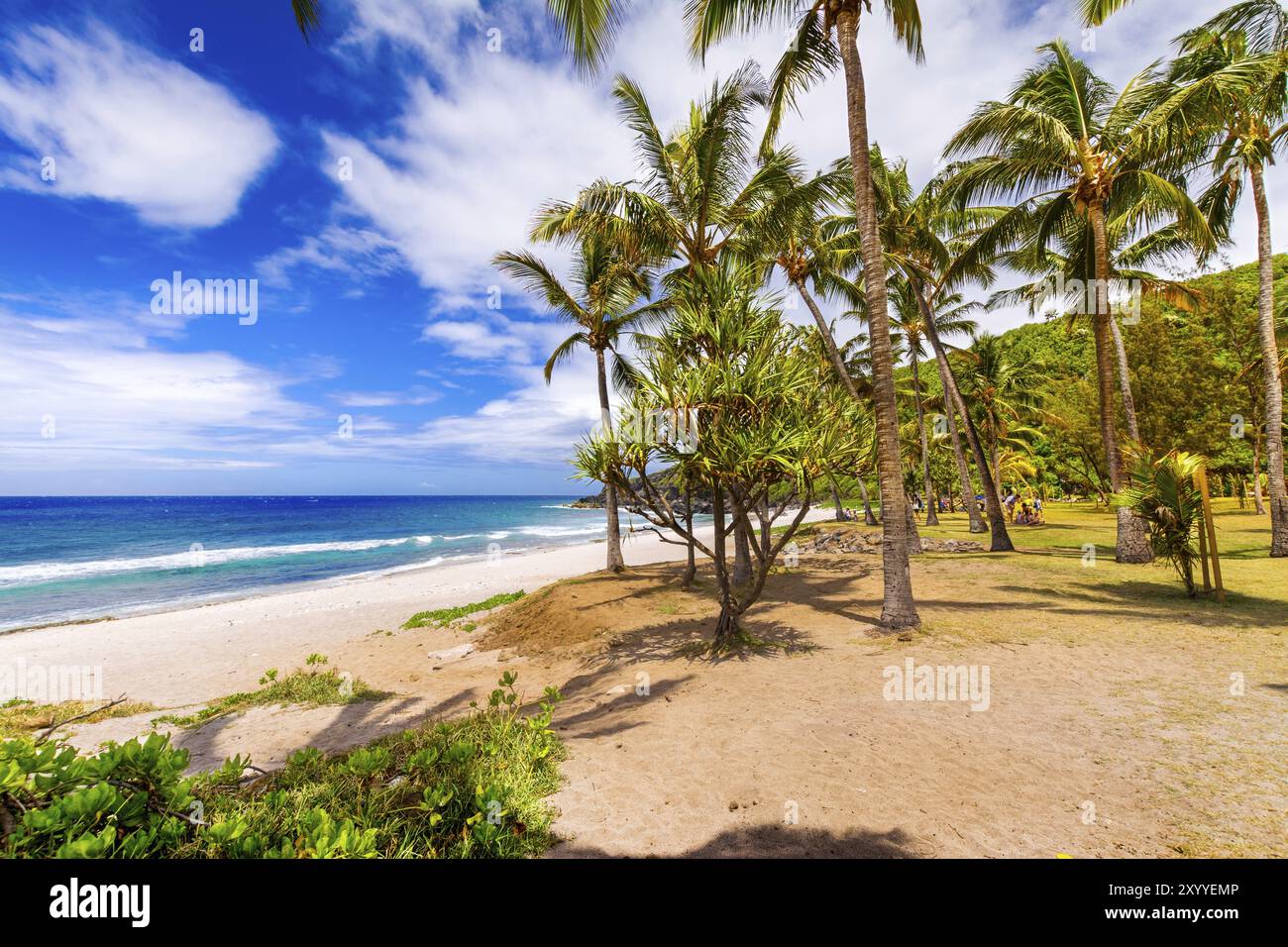 Sunny day with coconut and sand at Grande Anse Beach, Reunion Island ...