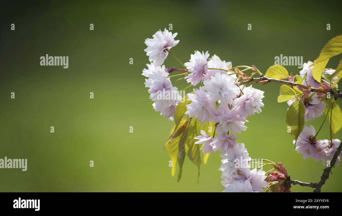 Variety of flowers in different stages of bloom hi-res stock ...
