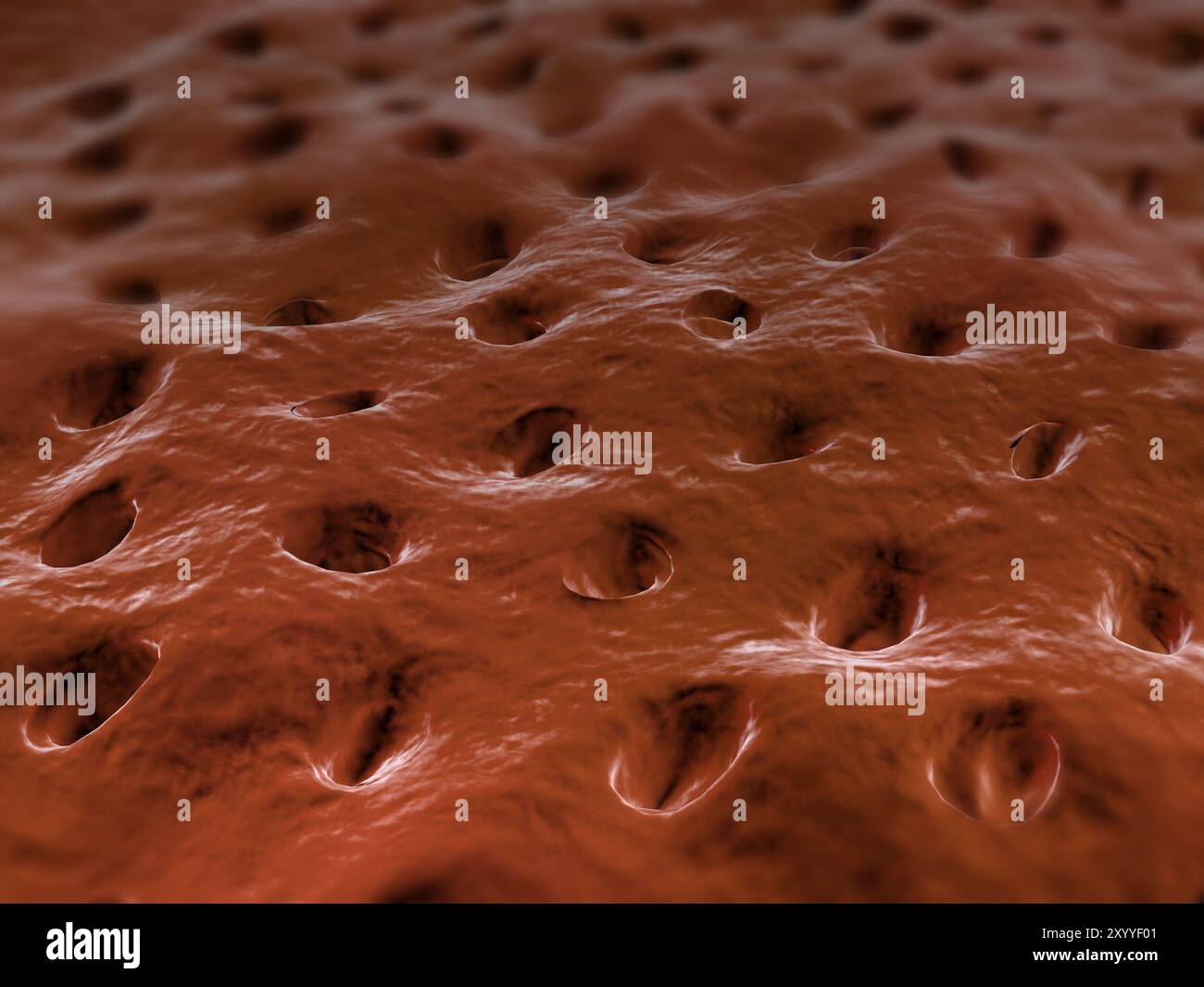Structure of the tooth hi-res stock photography and images - Alamy