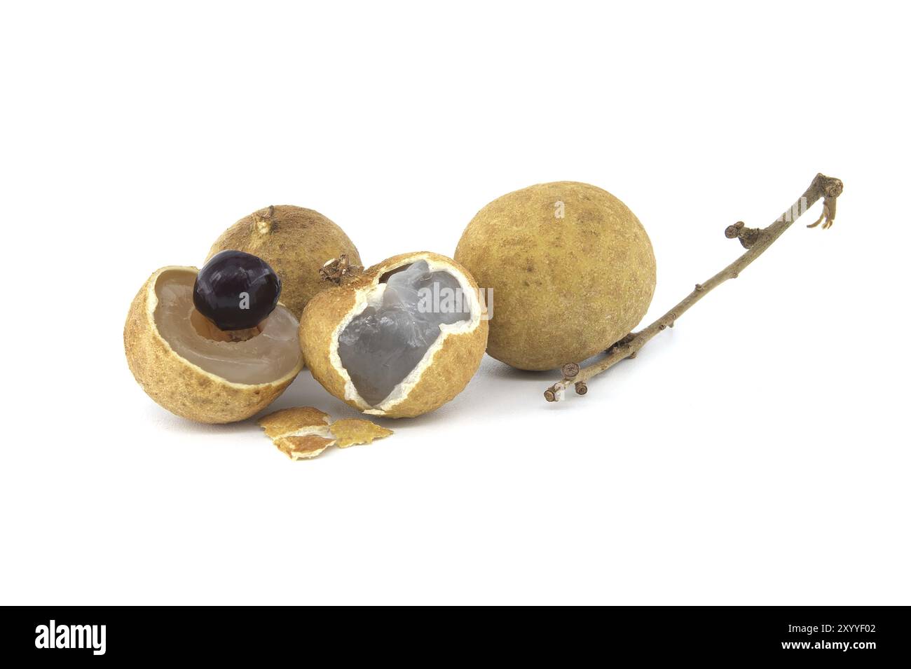 Longan fruits on branch, one of the fruits is cut open, displaying its ...