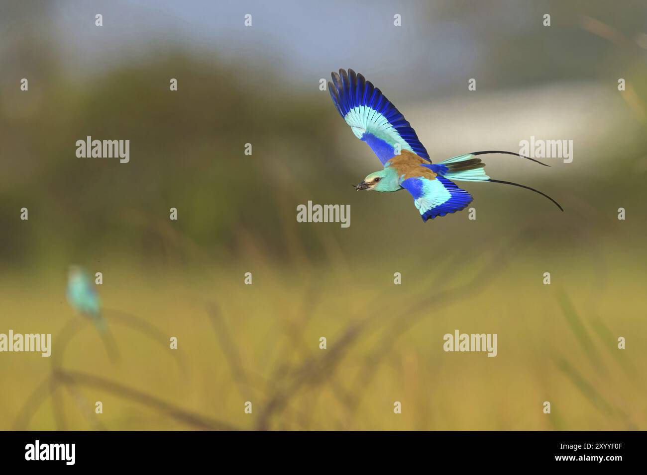 Abyssinian roller (Coracias abyssinica), Kuntaur rice fields, Kuntaur ...
