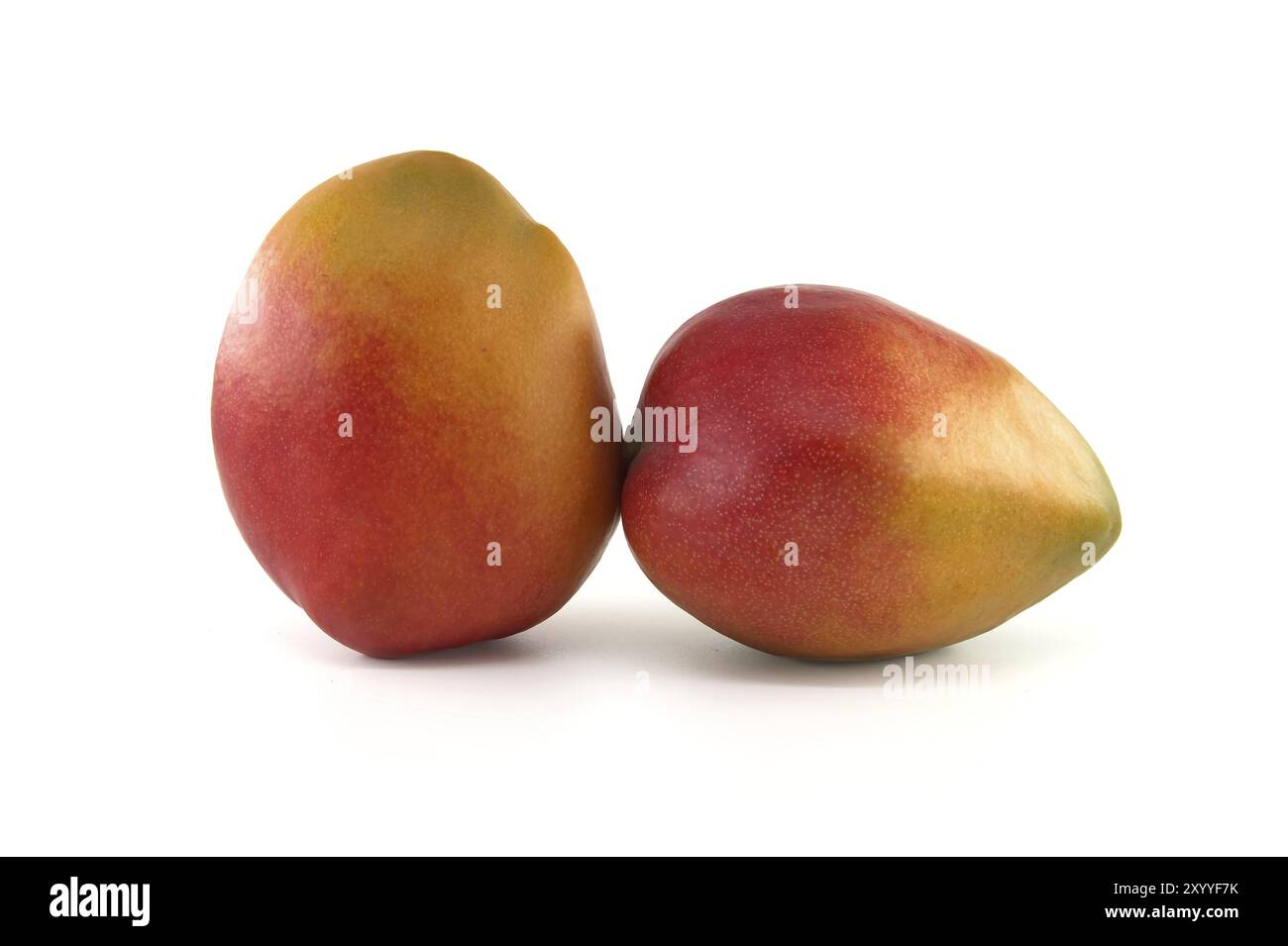 Two ripe mango fruits with a blend of red and yellow tones on their ...