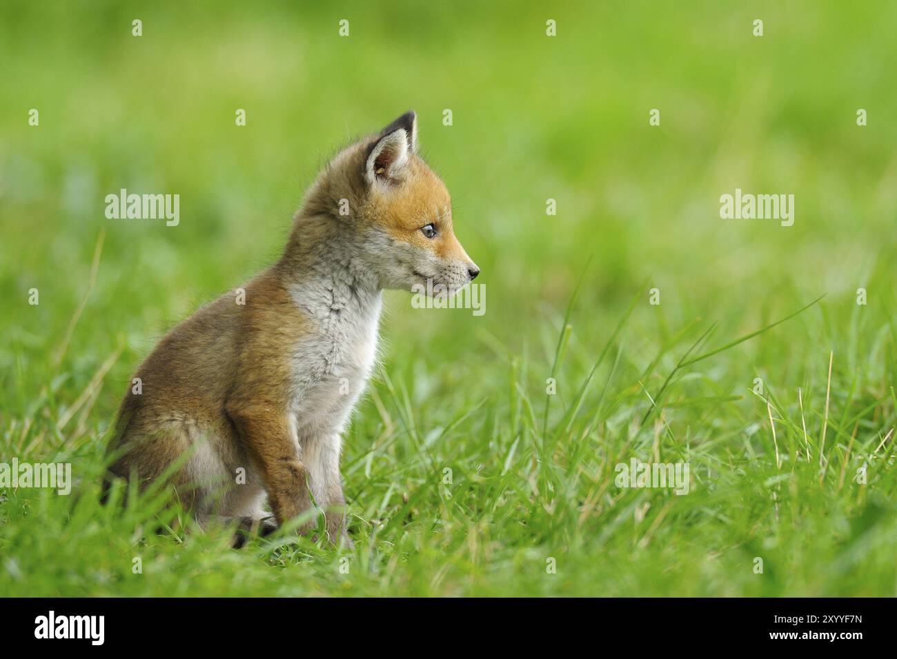 Fox puppies, Germany, Europe Stock Photo - Alamy