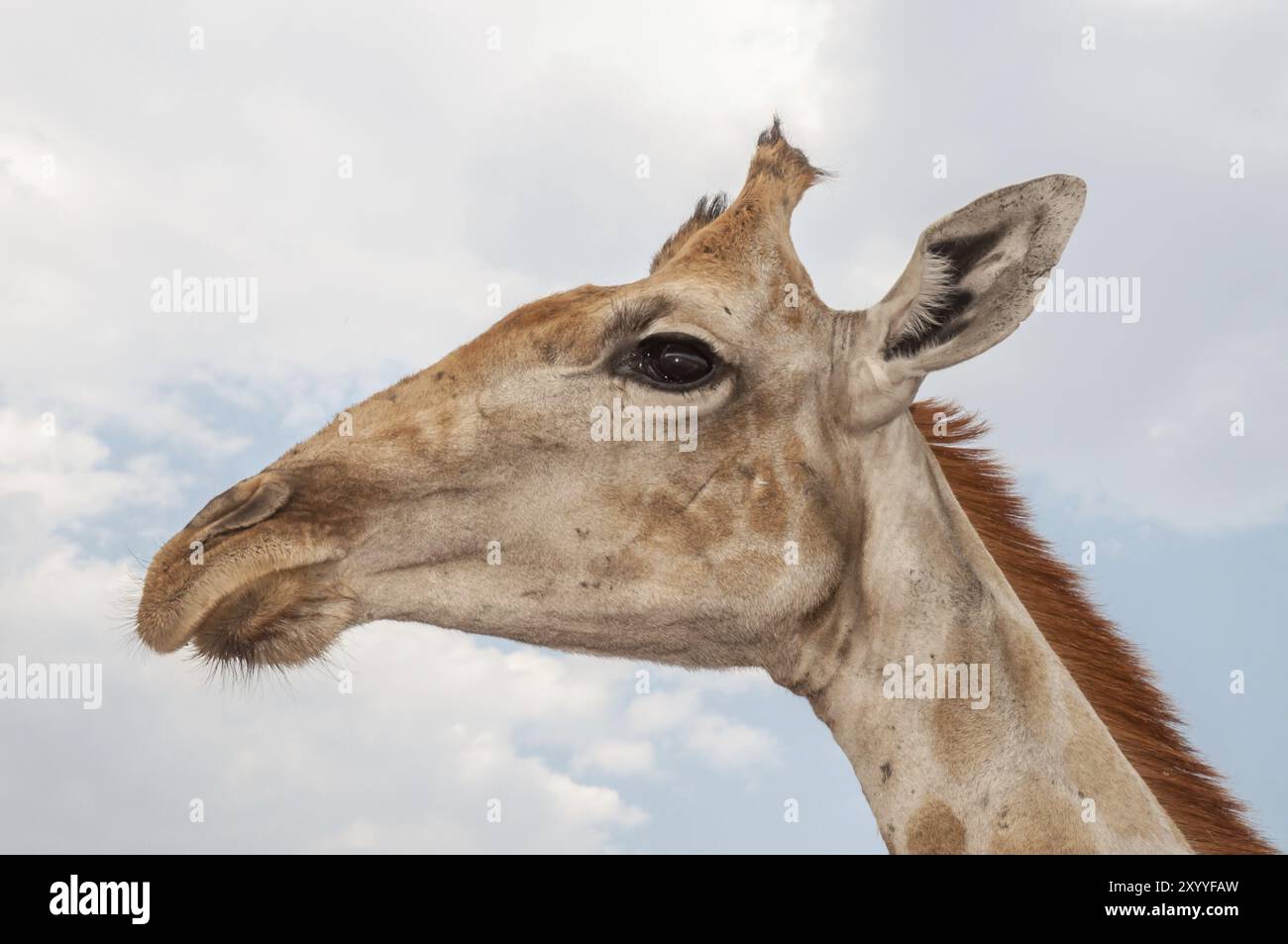 Close up photo of the neck and face of a giraffe Stock Photo - Alamy