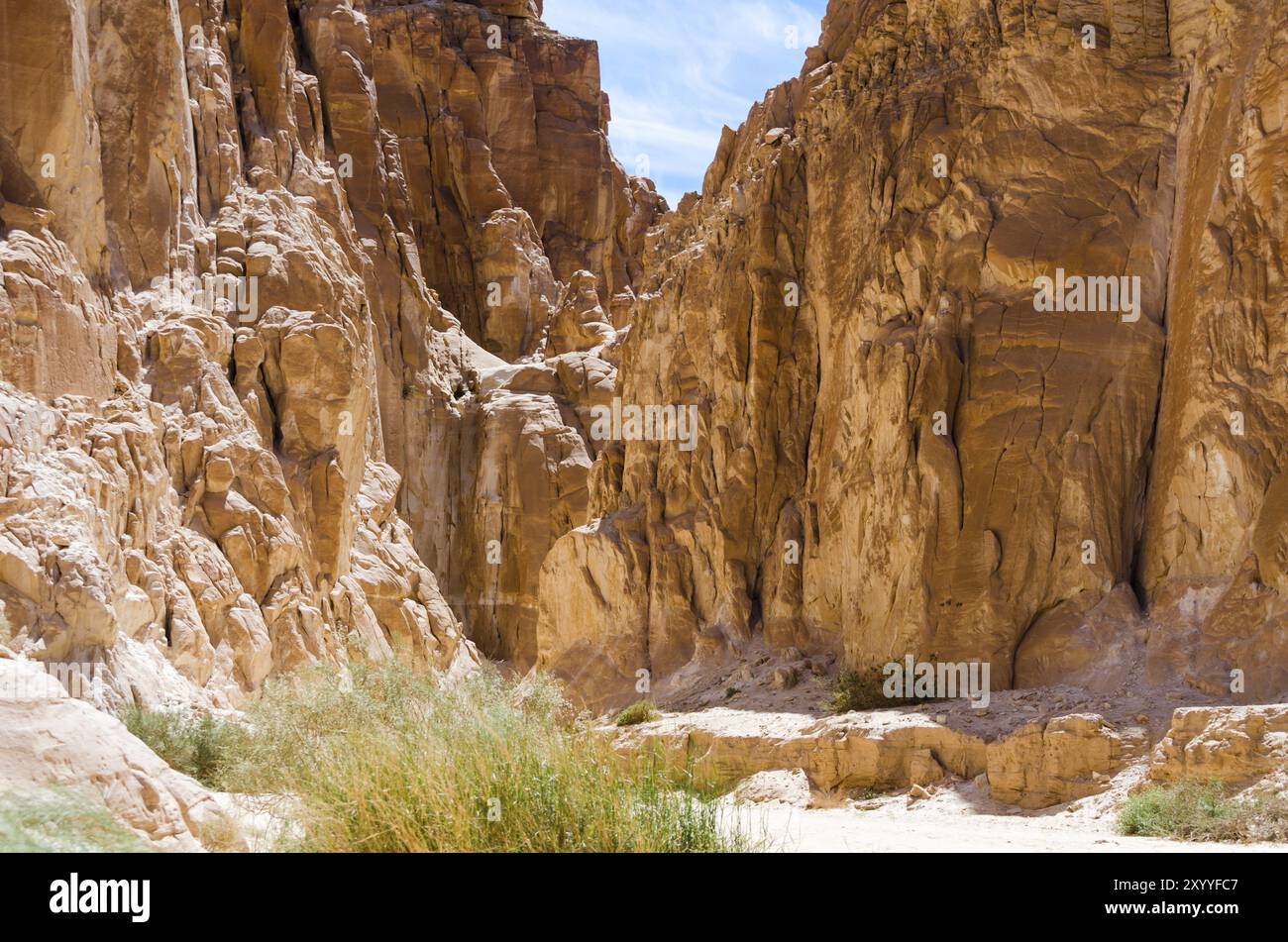 Desert canyon with high stone cliffs and green plants in Egypt Dahab ...