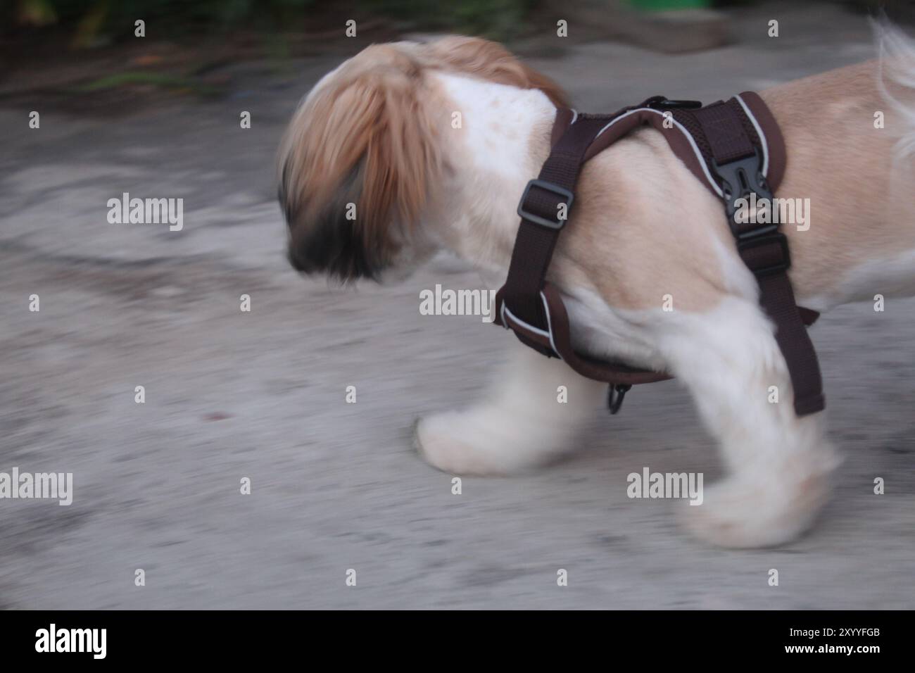 Shi Tzu puppy on the street. The Shi Tzu dog does not want to play ...