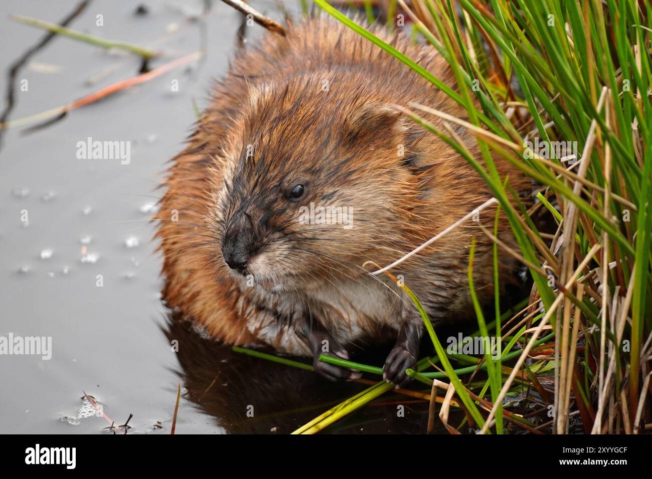 Freshwater swamp grass hi-res stock photography and images - Alamy