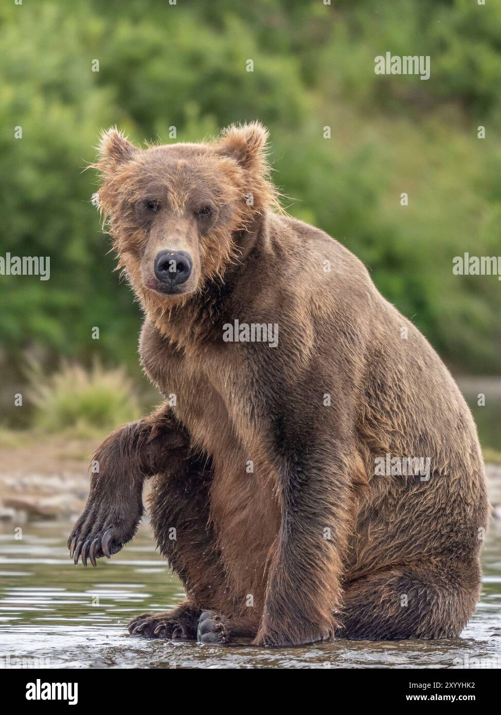 Gay bear hi-res stock photography and images - Alamy