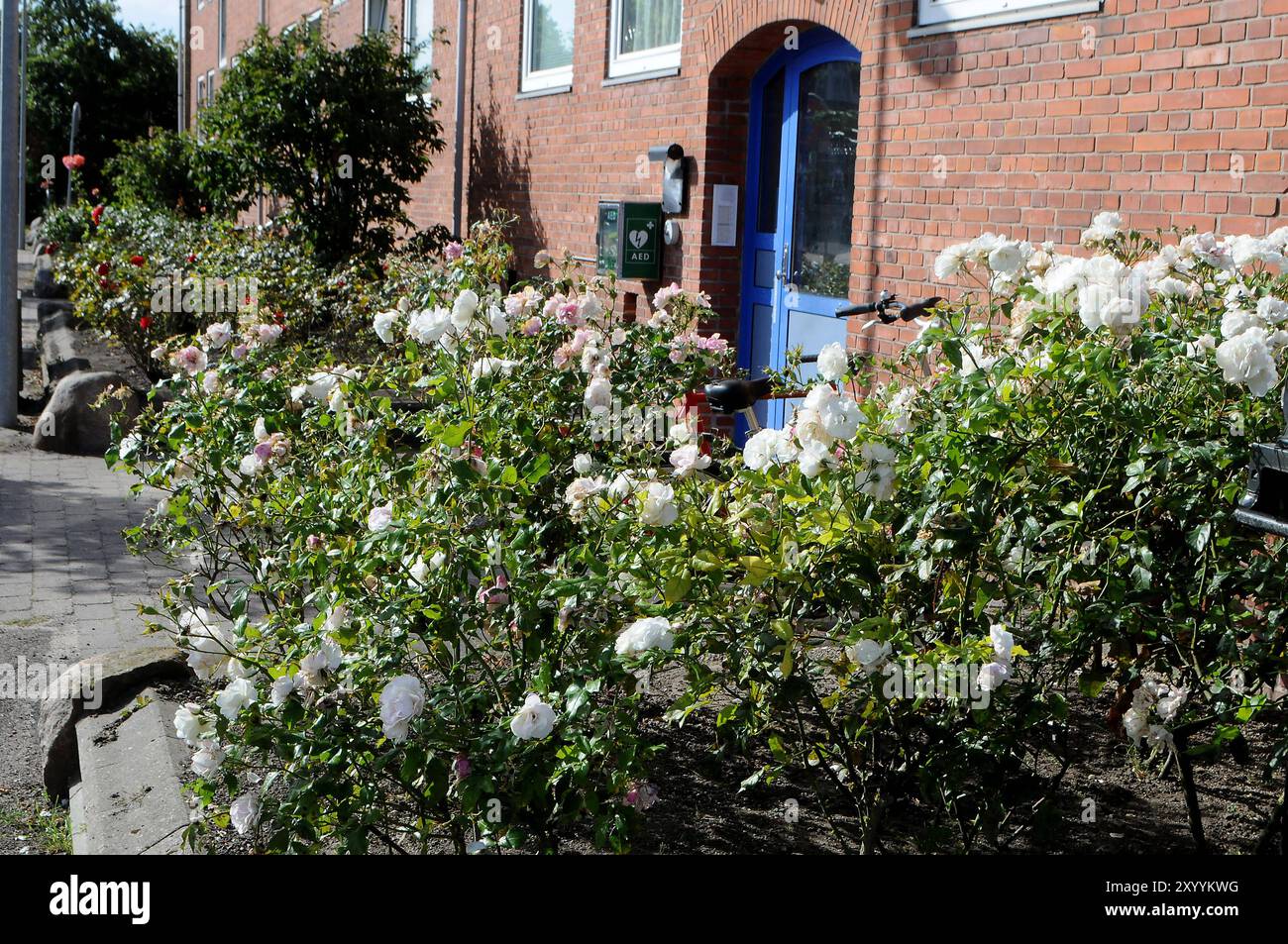 Copenhagen/ DenmarK/ 31 August 2024/ Rose flowers and olants for street ...